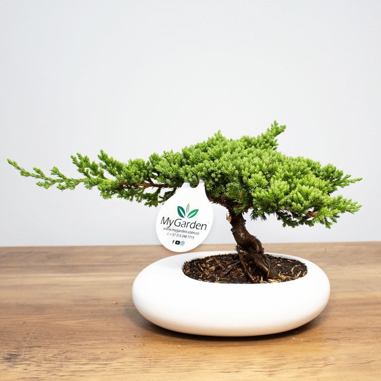 BONSAI PINO RASTRERO EN ZAPATICO GRANDE - My Garden